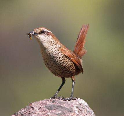 Tapaculo (Ave) - EcuRed