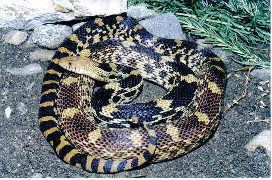 Serpiente cincuate - EcuRed