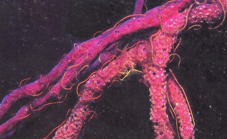 Niphates erecta - EcuRed