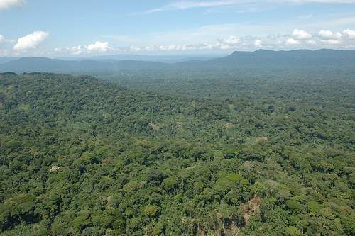 Selva del Congo - EcuRed