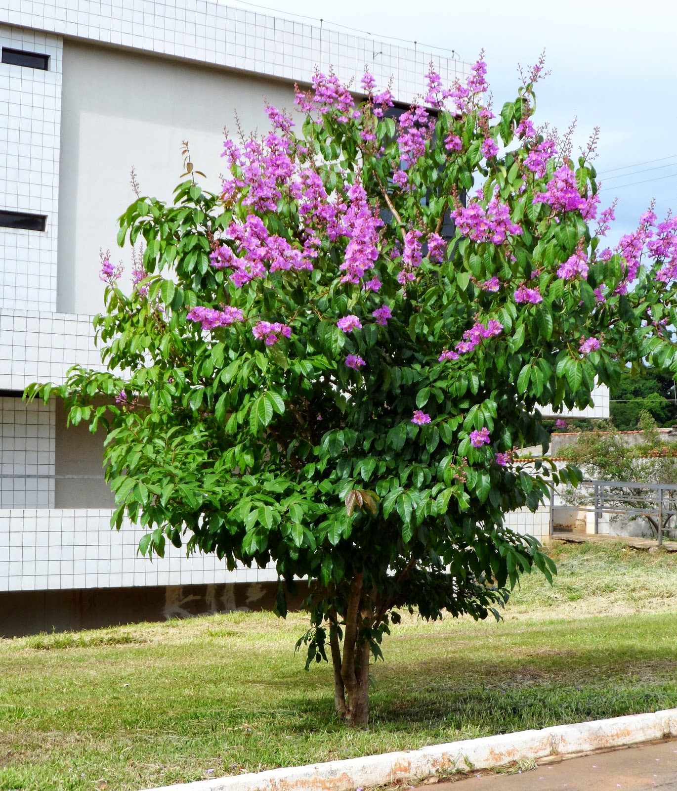 Archivo:Arbol bna.jpg - EcuRed