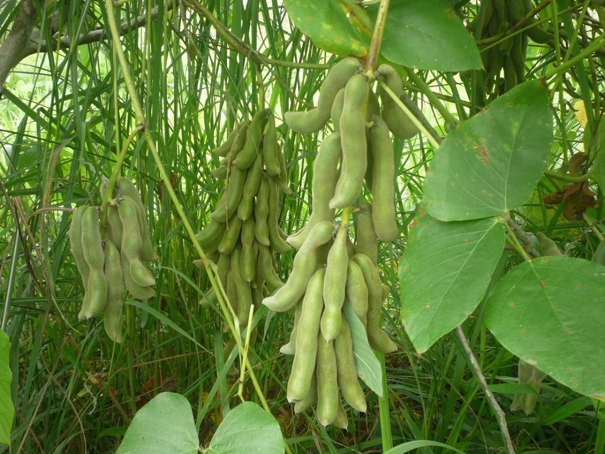 Mucuna pruriens - EcuRed