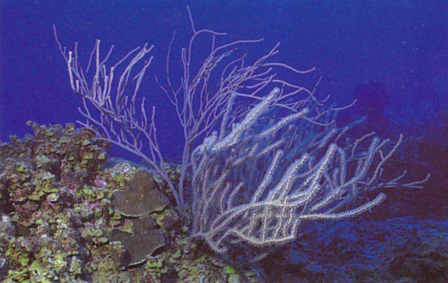 Eunicea sp - EcuRed