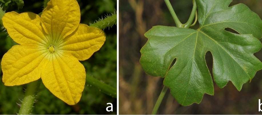 Cucurbitaceae - EcuRed