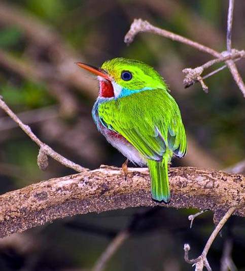 Coraciiforme - EcuRed