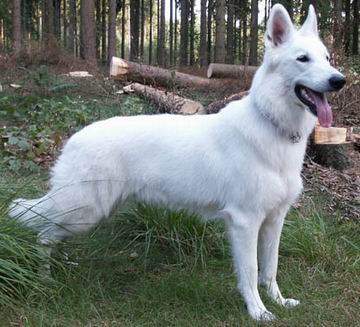 Pastor blanco suizo - EcuRed