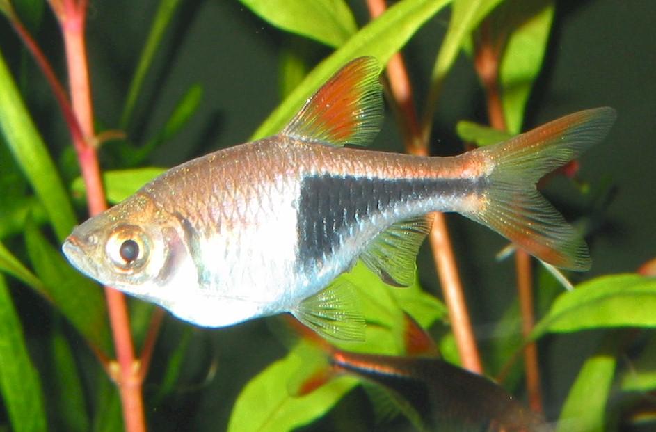 Rasbora arlequín - EcuRed