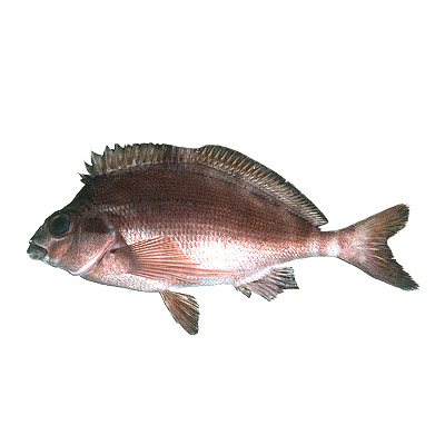 Akysis fuscus - EcuRed