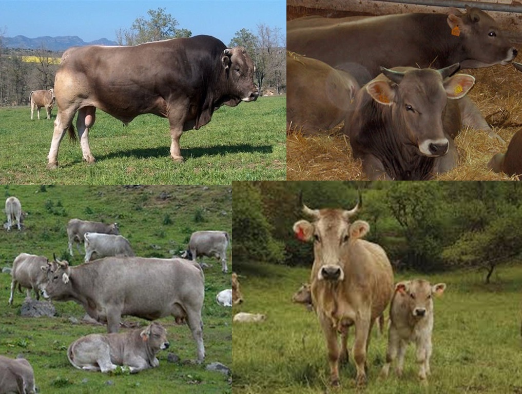 Bruna de los Pirineos - EcuRed