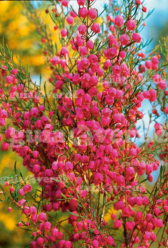Boronia heterophilla - EcuRed