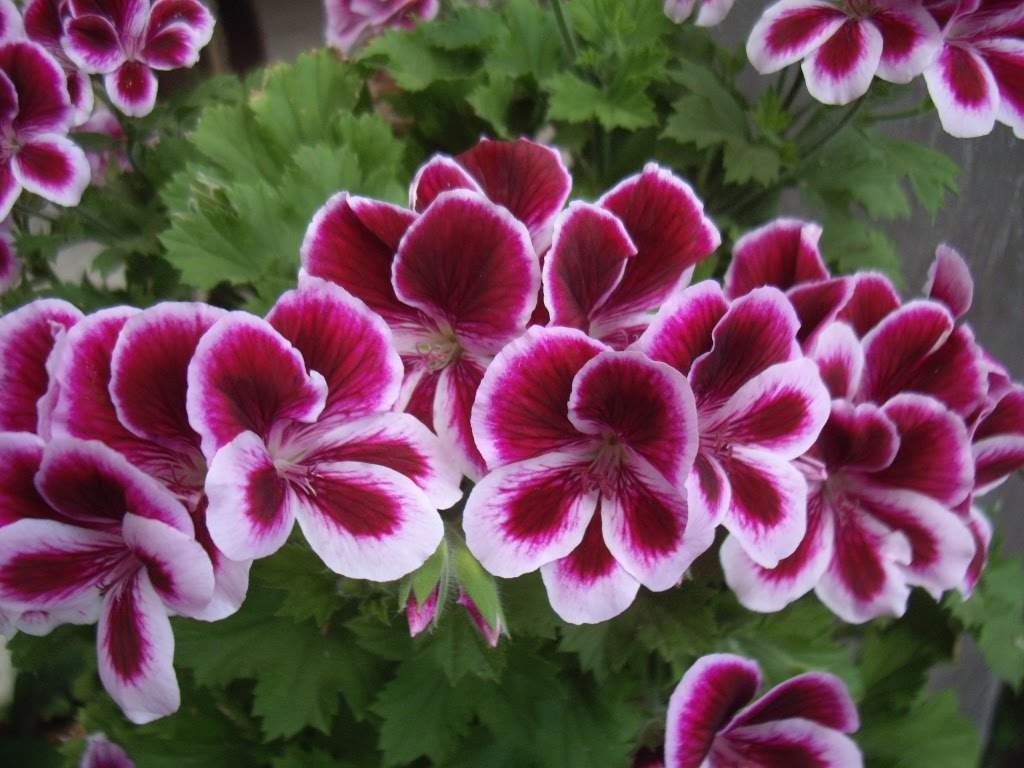 Geranio (planta) - EcuRed