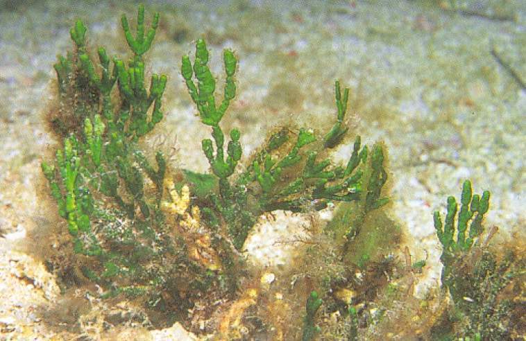 Halimeda monile - EcuRed