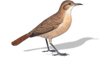 Hornero (ave) - EcuRed