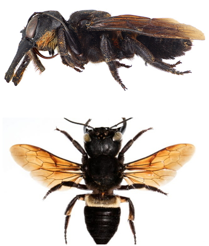 Megachile Plutón - EcuRed