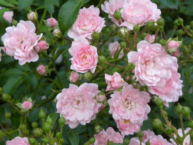 Rosa Polyantha - EcuRed