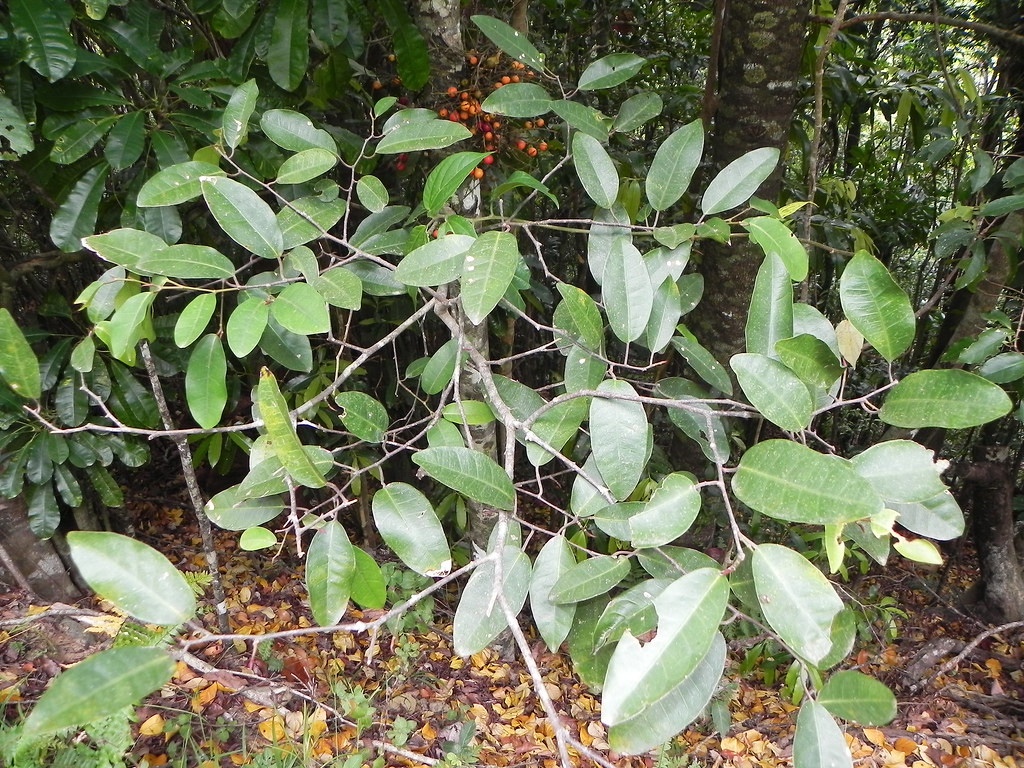 Ficus racemigera - EcuRed