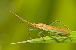 Stenodema laevigata - EcuRed