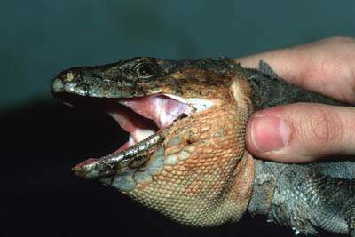 Archivo:Lagarto GC.jpg - EcuRed