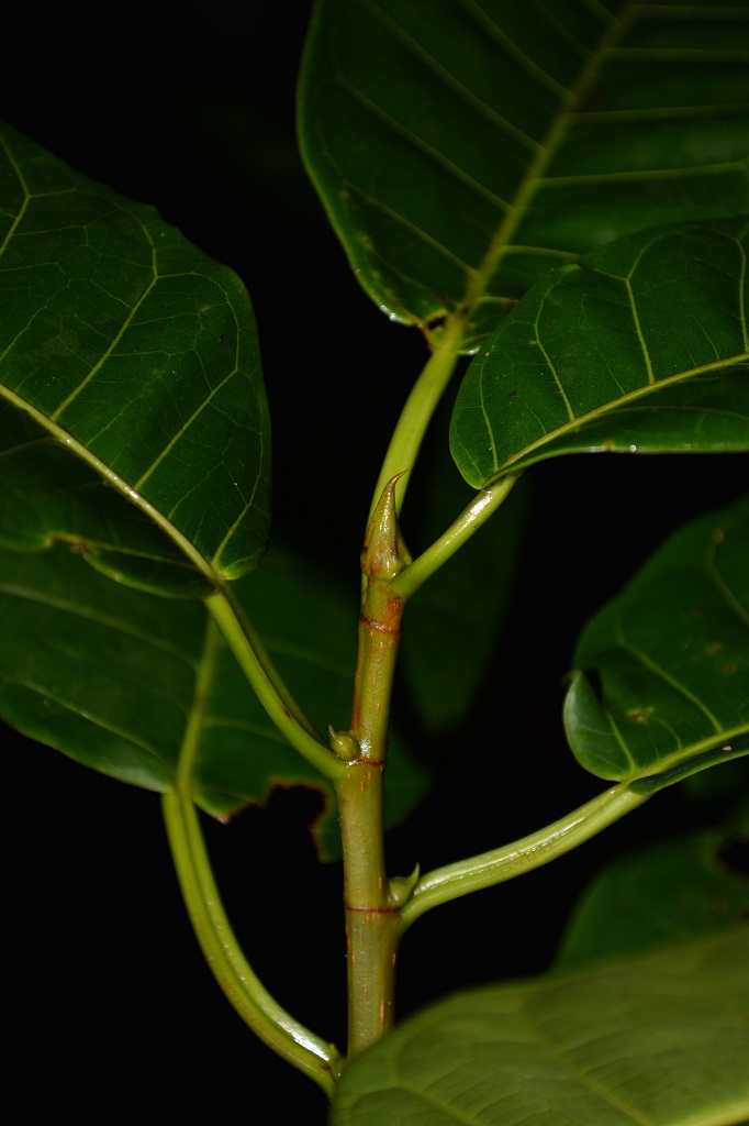 Ficus krukovii - EcuRed