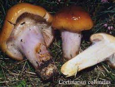 Cortinarius collinitus - EcuRed