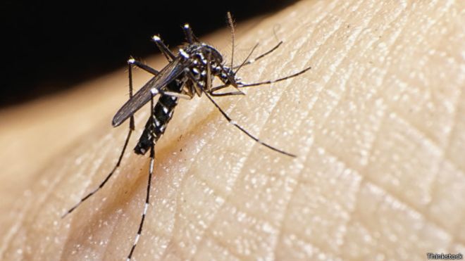 Culicidae - EcuRed