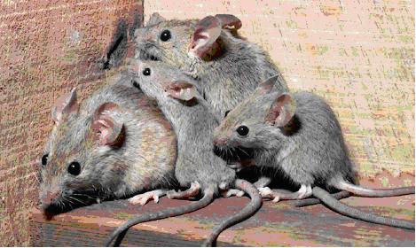 Ratón Ecured