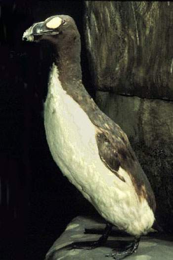 Alca gigante - EcuRed