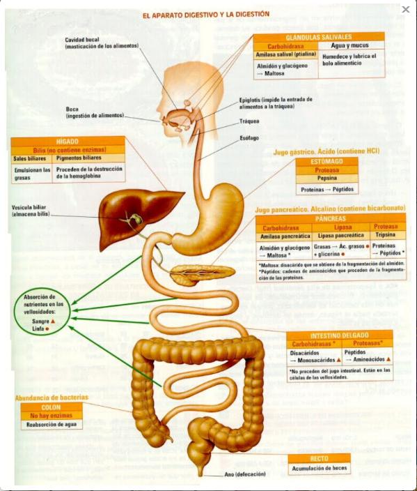 Jugos digestivos - EcuRed