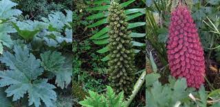 Gunneraceae - EcuRed