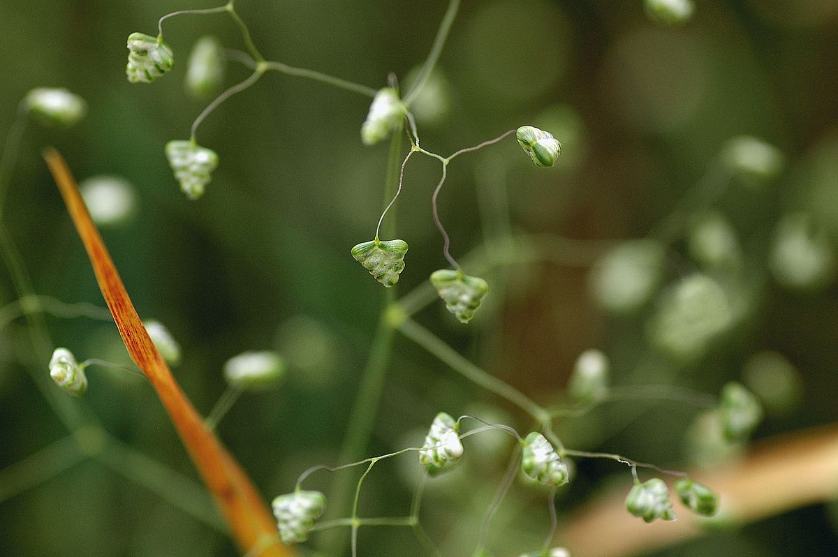 Briza minor - EcuRed