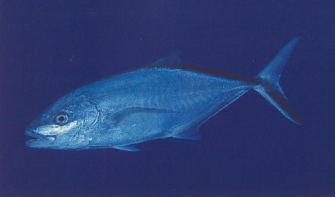 Cojinúa carbonera - EcuRed