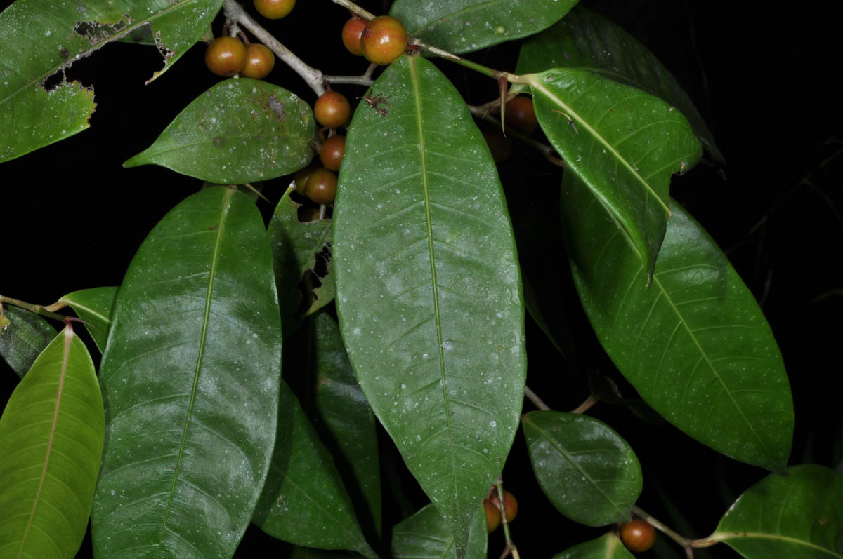 Ficus subulata - EcuRed