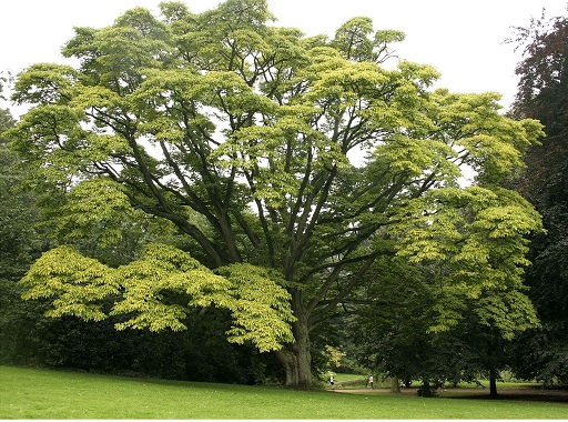 Phellodendron amurense - EcuRed