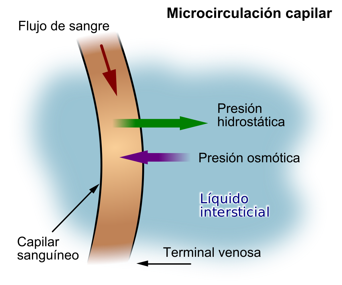 Presión hidrostática capilar - EcuRed
