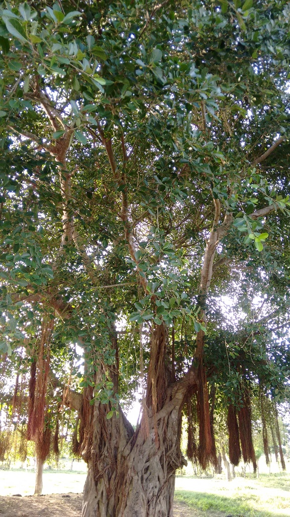 Ficus pallida - EcuRed