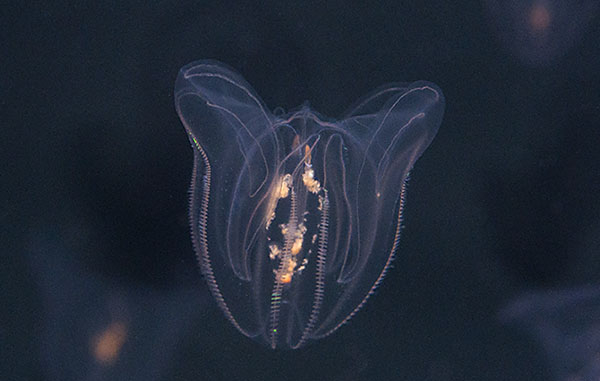 Mnemiopsis leidyi - EcuRed