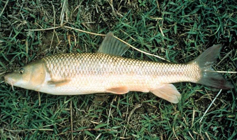 Barbo gitano - EcuRed