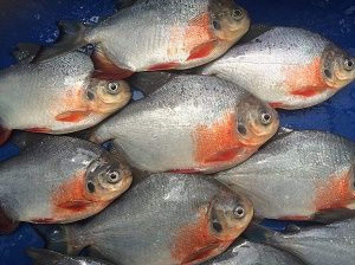 Piaractus brachypomus - EcuRed