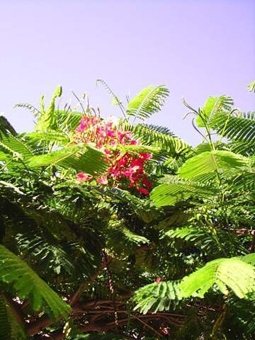 Caesalpinaceae - EcuRed