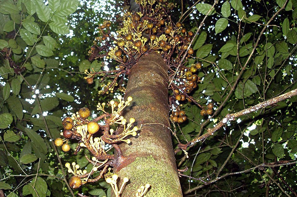 Ficus schwarzii - EcuRed
