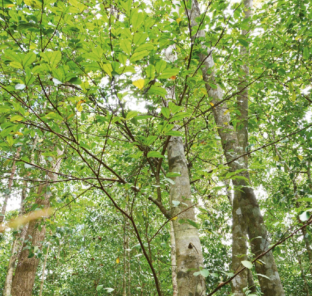 Ficus subnervosa - EcuRed