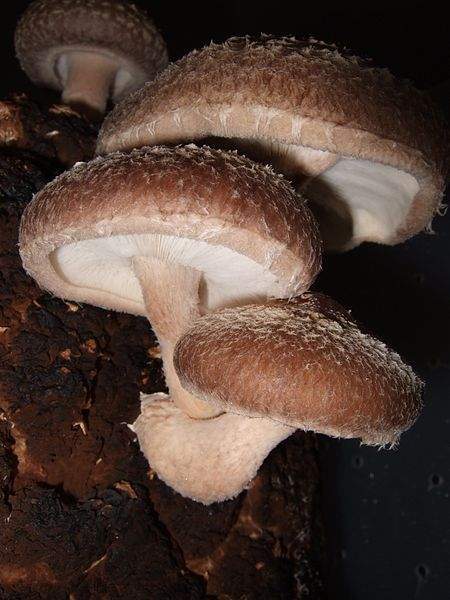 Lentinula edodes - EcuRed
