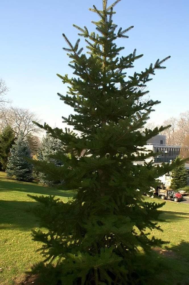 Picea torano - EcuRed