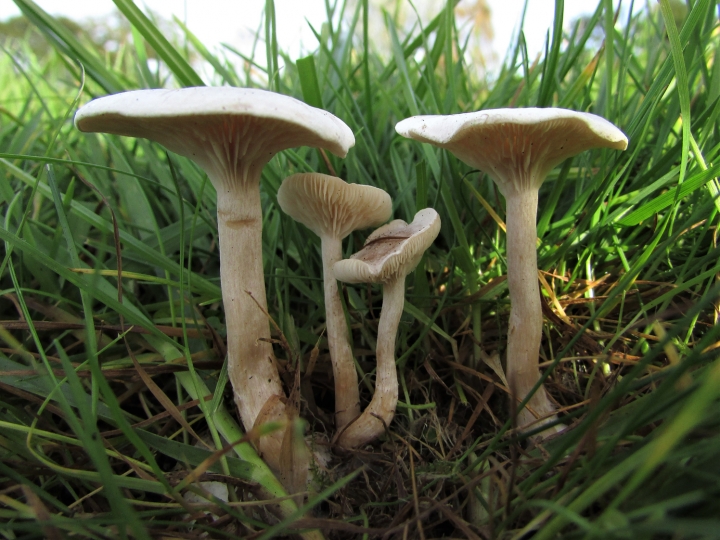 Clitocybe dealbata - EcuRed