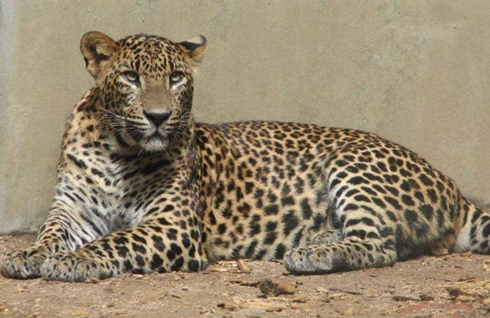 Leopardo de Arabia - EcuRed