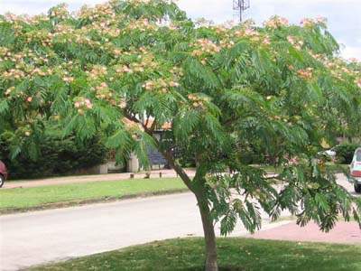 Acacia (Árbol) - EcuRed