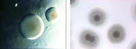 Agalactia contagiosa - EcuRed