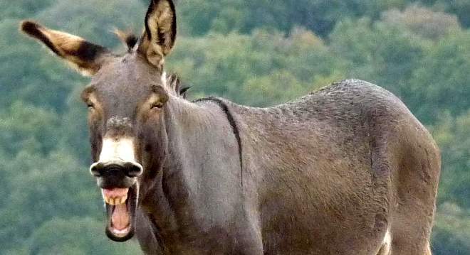 Burro salvaje - EcuRed