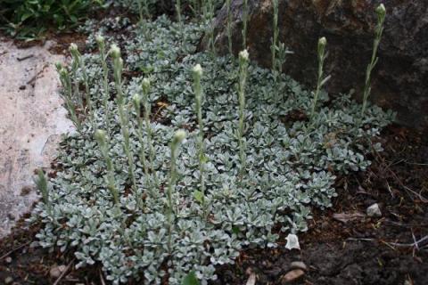 Antennaria aromatica - EcuRed
