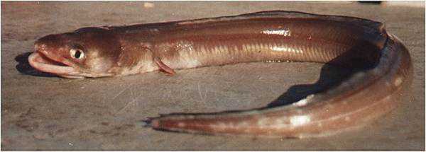 Pez congrio - EcuRed